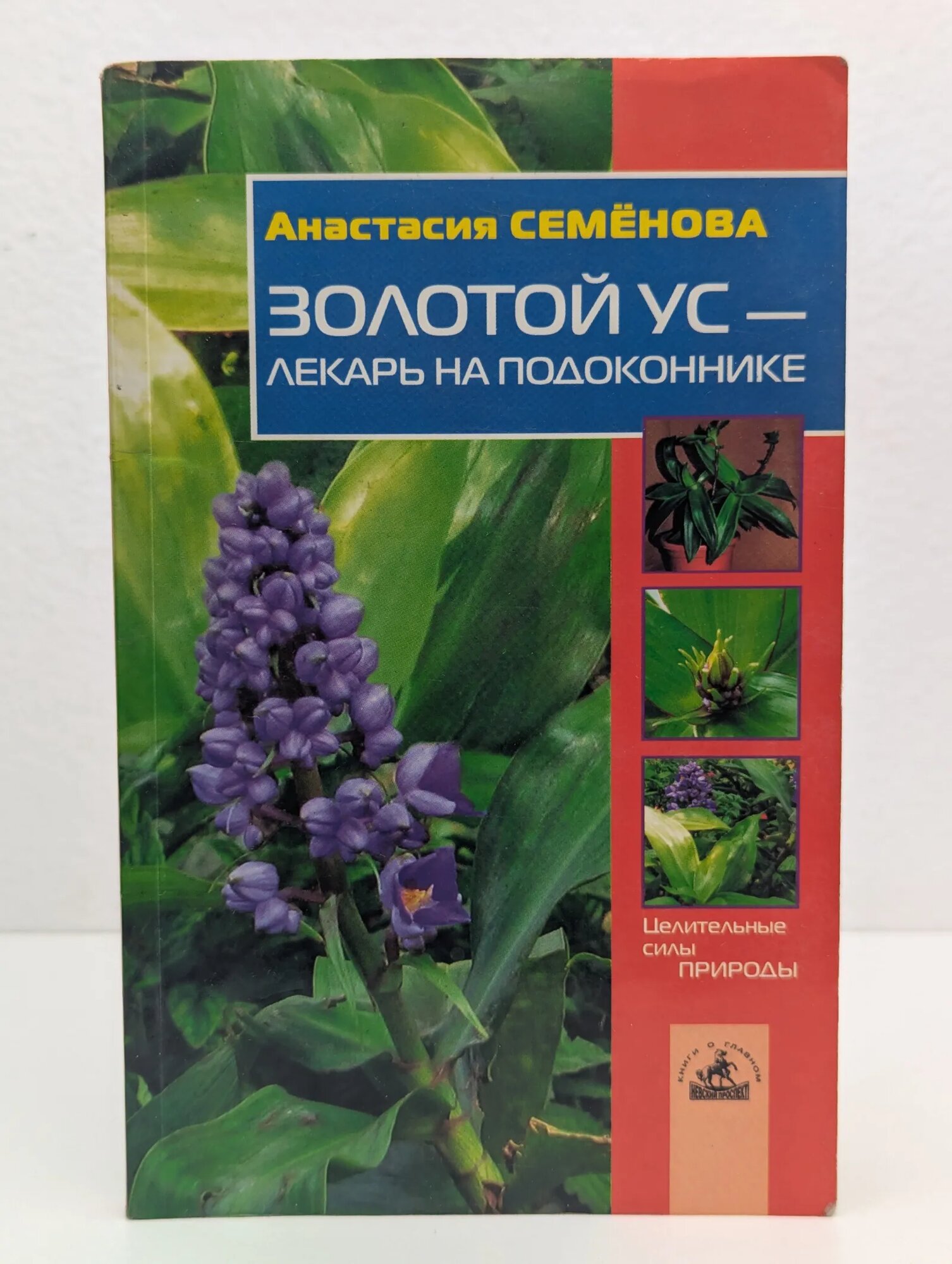 Золотой ус - лекарь на подоконнике Семенова Анастасия Николаевна 2004