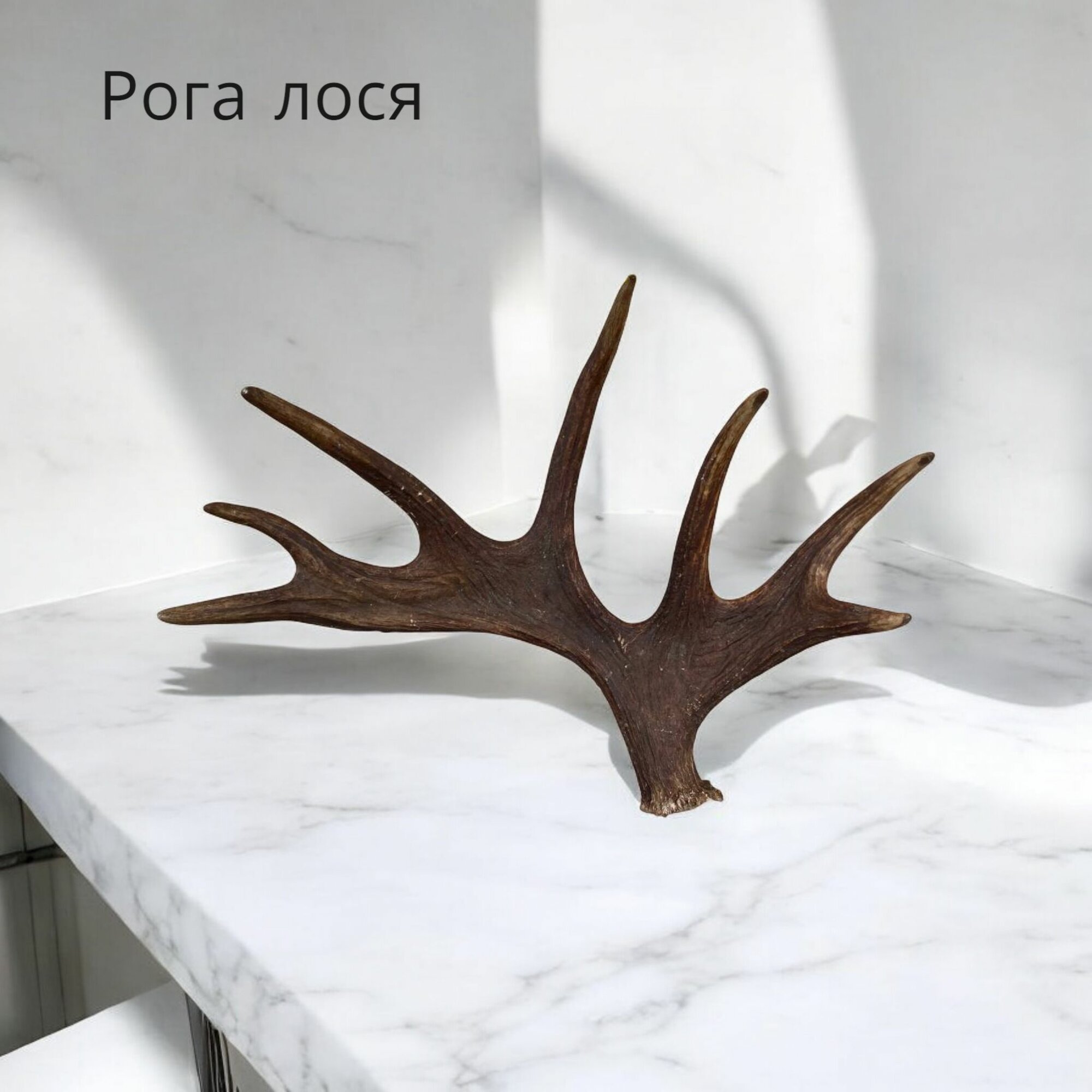 Медальоны для охотничьих трофеев