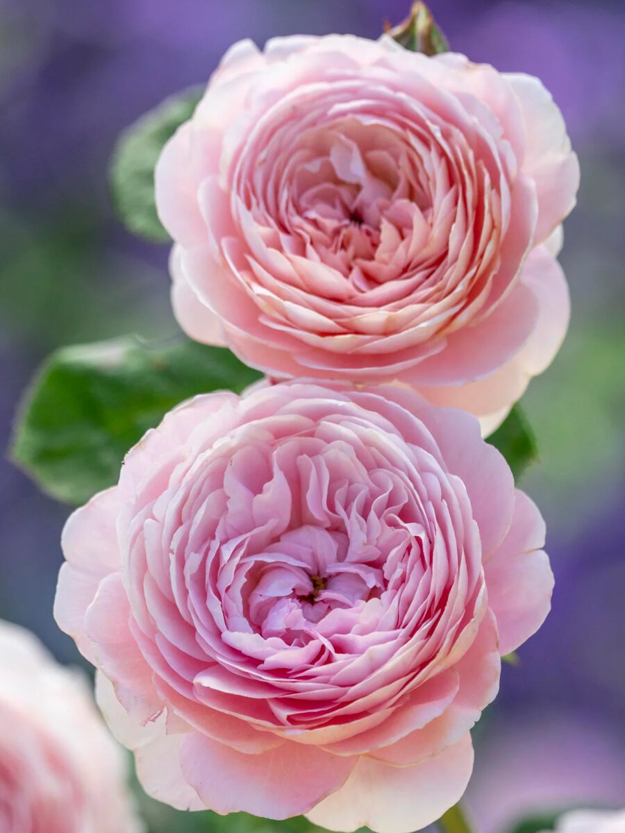 Роза английская Королева Швеции , 1 саж, многолетняя , розовая