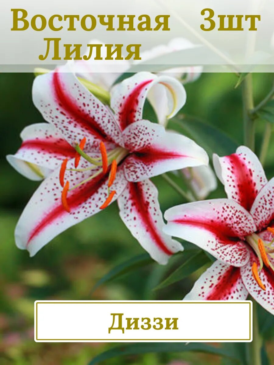 Лилия Восточная махровая, многолетние цветы, луковицы 3 шт