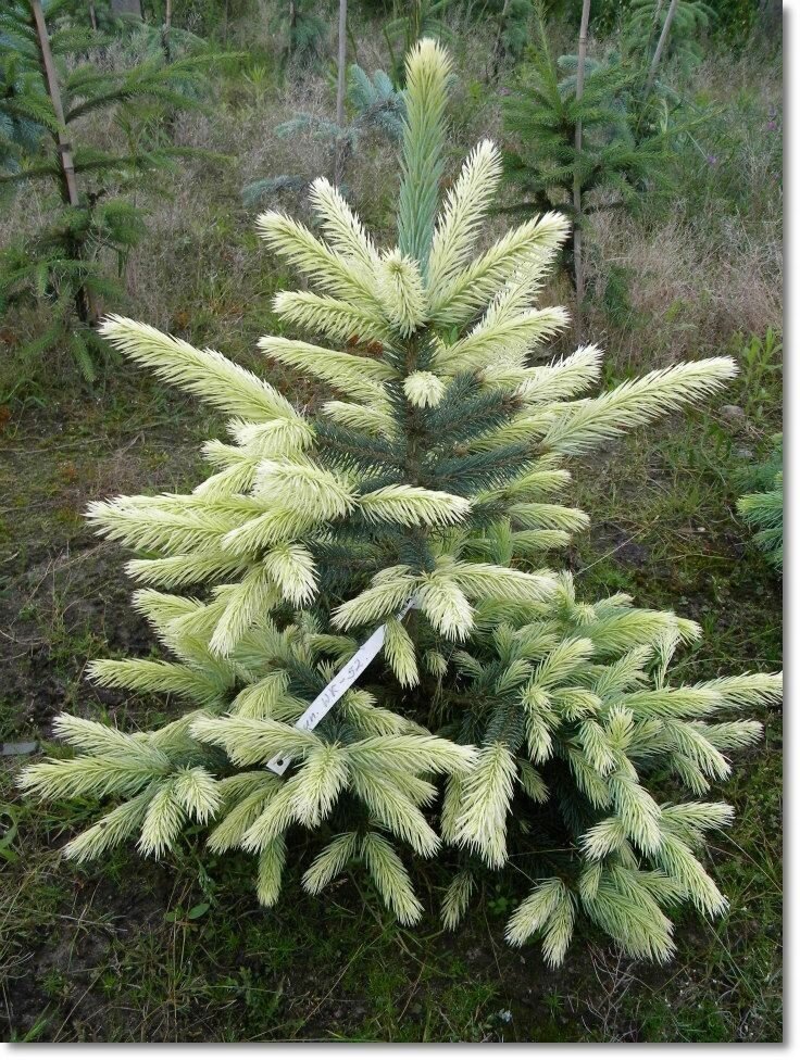 Ель колючая Неон