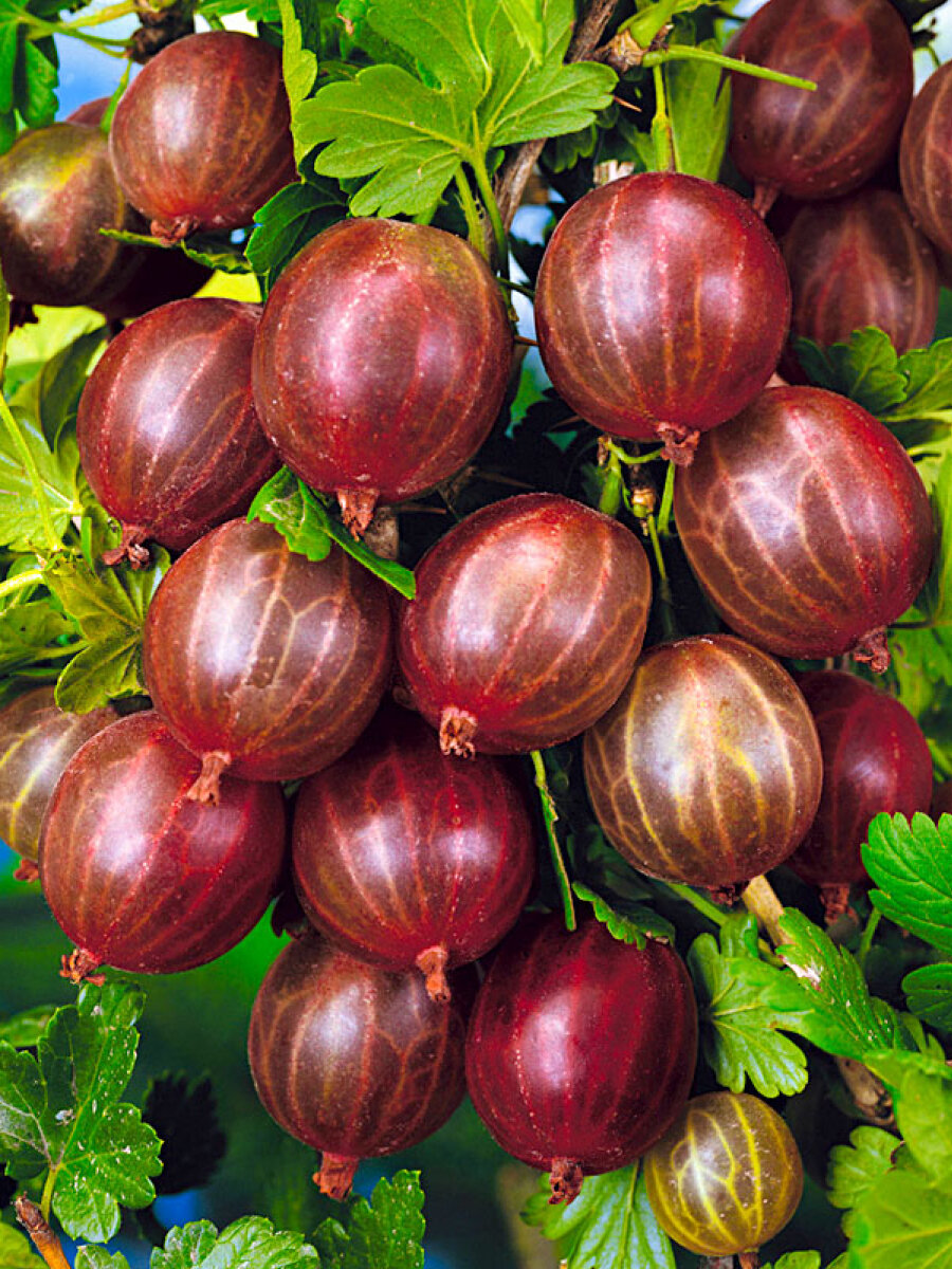 Крыжовник Десертный (2 шт) / многолетний, морозостойкий сорт