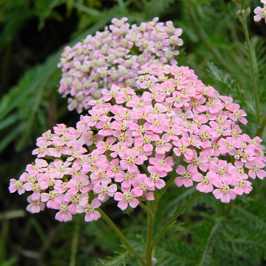 Семена Deodar SEEDS COMPANY Тысячелистник обыкновенный белый и розовый 100 шт.