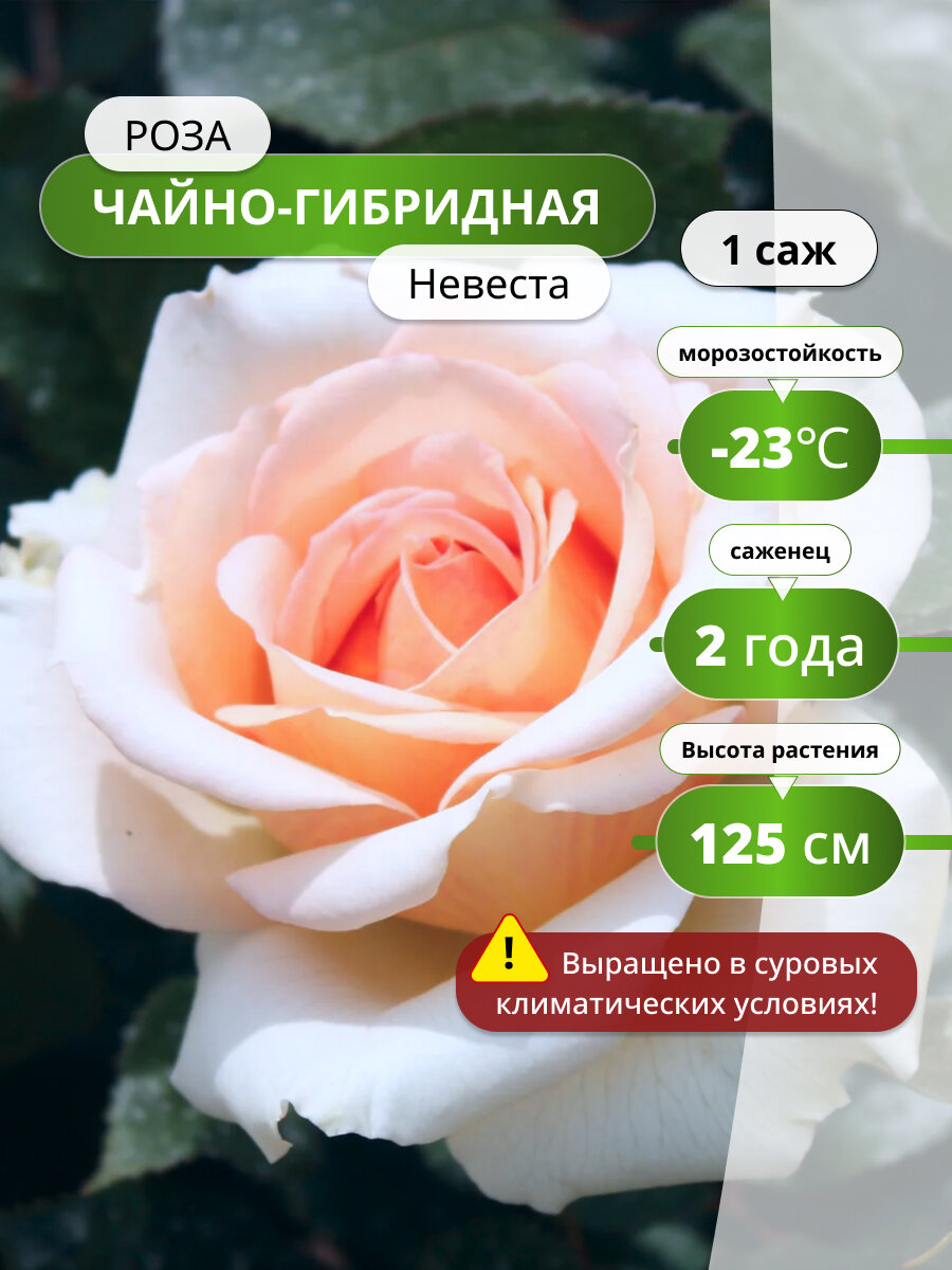 Роза чайно-гибридная Невеста (Bride) / 1 шт, розы, розовый, морозостойкая