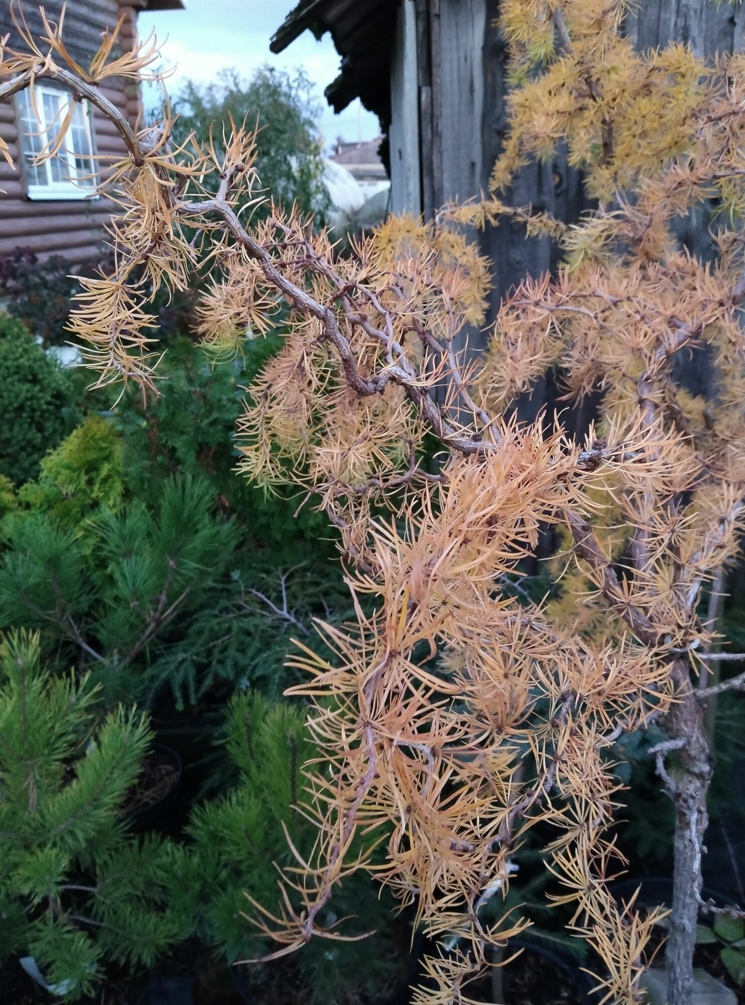 Лиственница кемпфера Диана штамб 150см, с11.