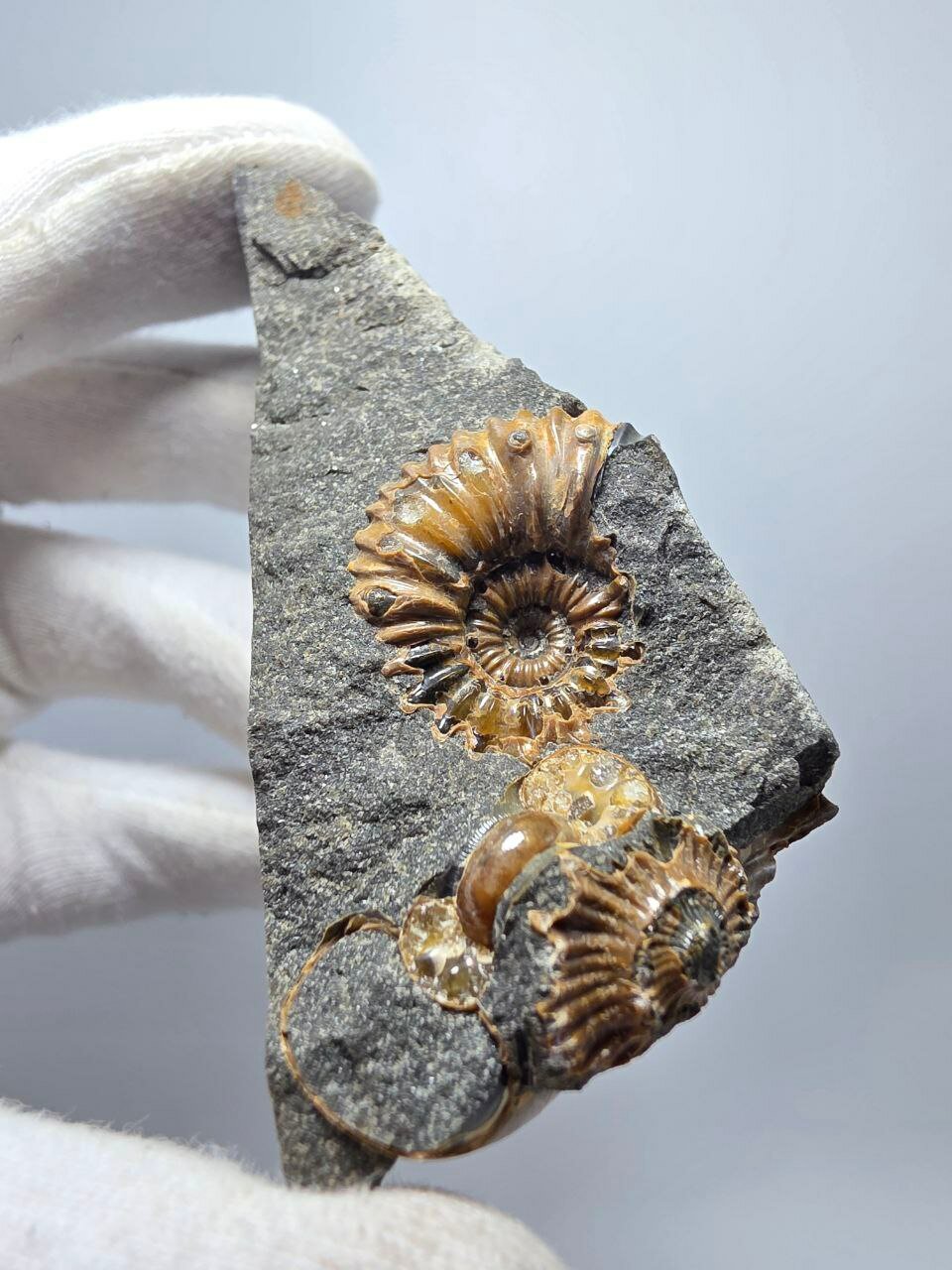 Аммонит перламутровый в породе 85 мм, 122 г.