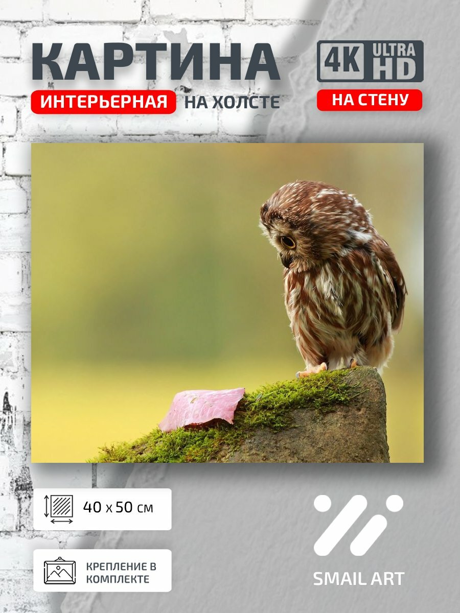 Картина на холсте интерьерная 40 на 50 на стену Совенок Animal для кабинета animal style