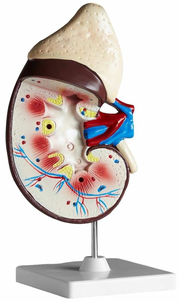 Макет "Почка человека", анатомическая 3D модель мочеполовой системы, наглядный материал по анатомии для школьников и студентов, набор по биологии для исследований строения тела, 14 х 30 см