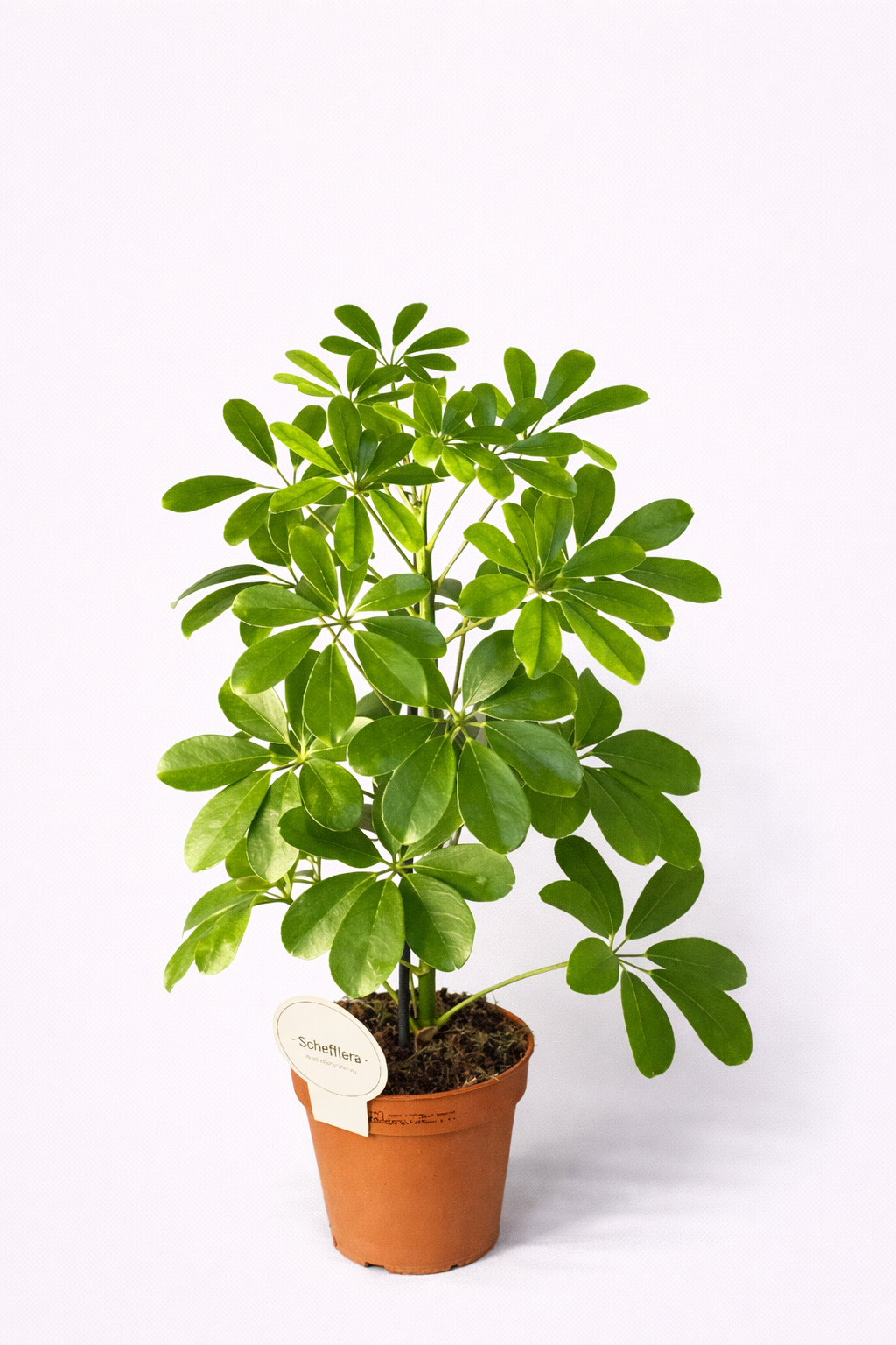 Шеффлера Нора — компактное и стильное растение для интерьера