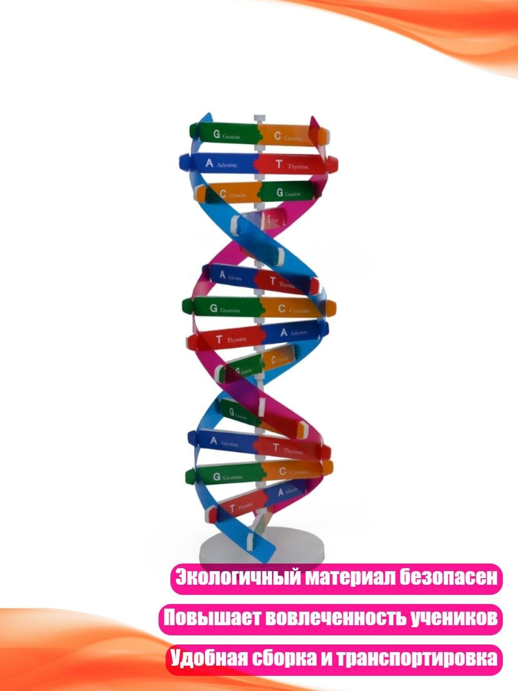 Модель ДНК в виде поделки для обучения биологии