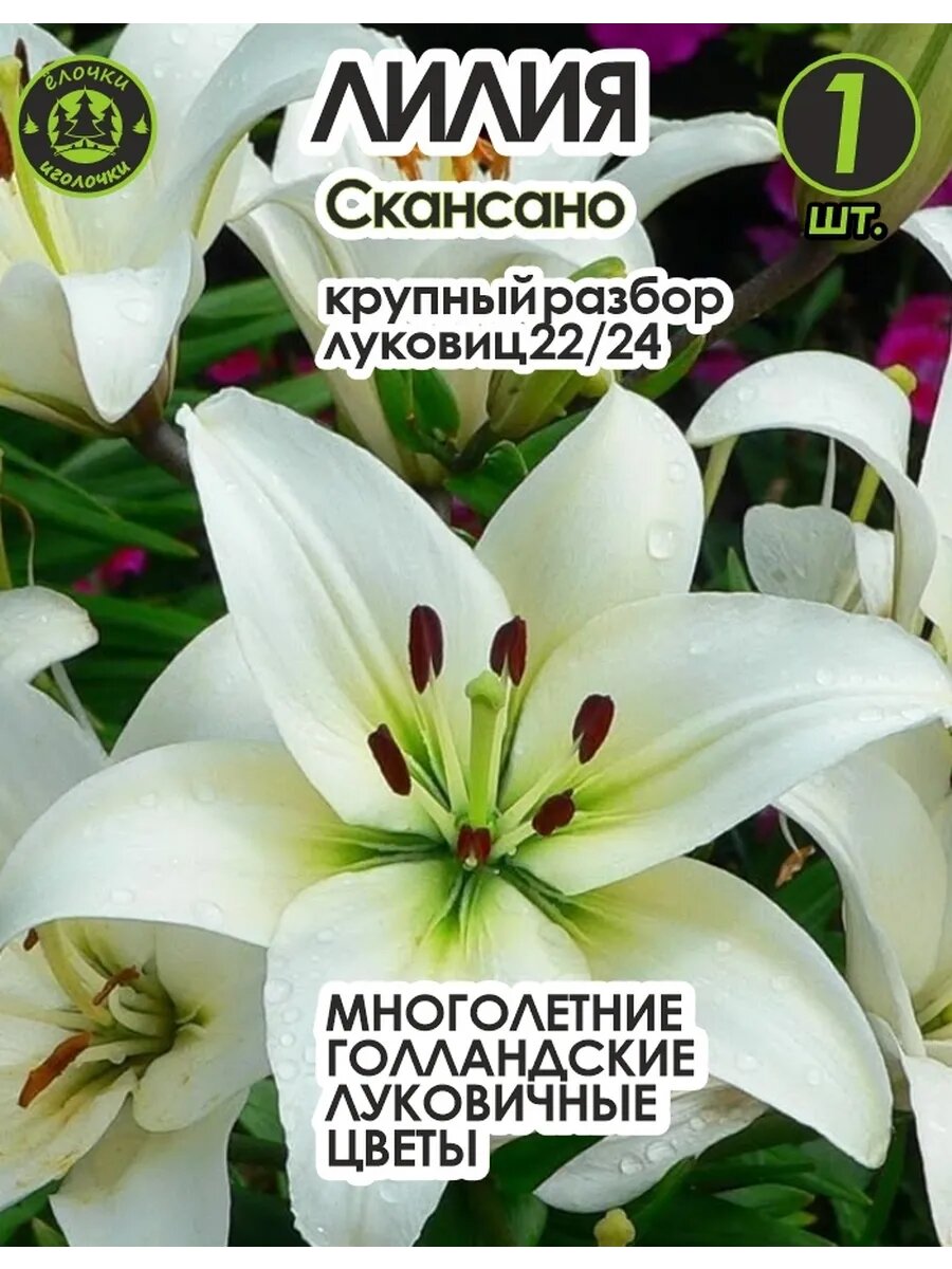 Луковичные цветы лилия Скансано, разбор 22/24, 1 шт