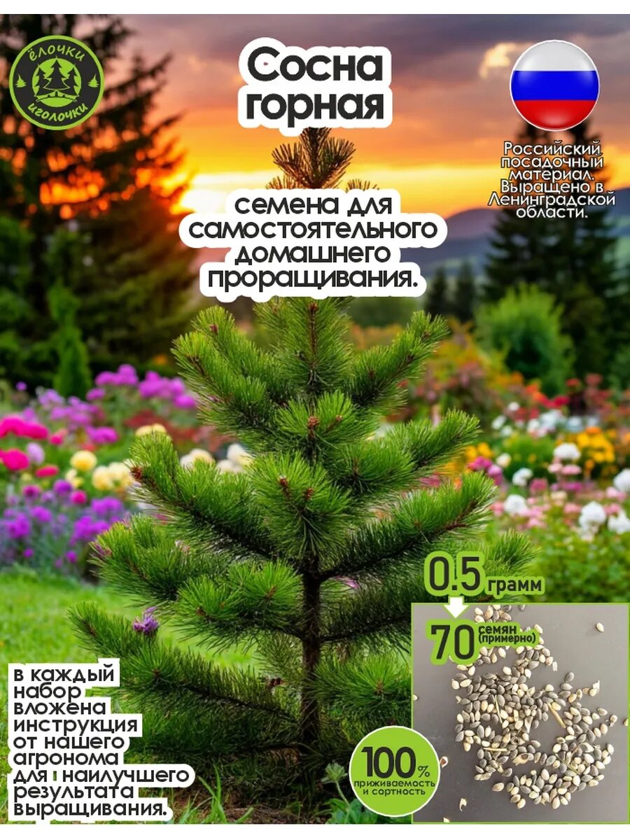 Семена, Сосны Горной, 0,5 грамм