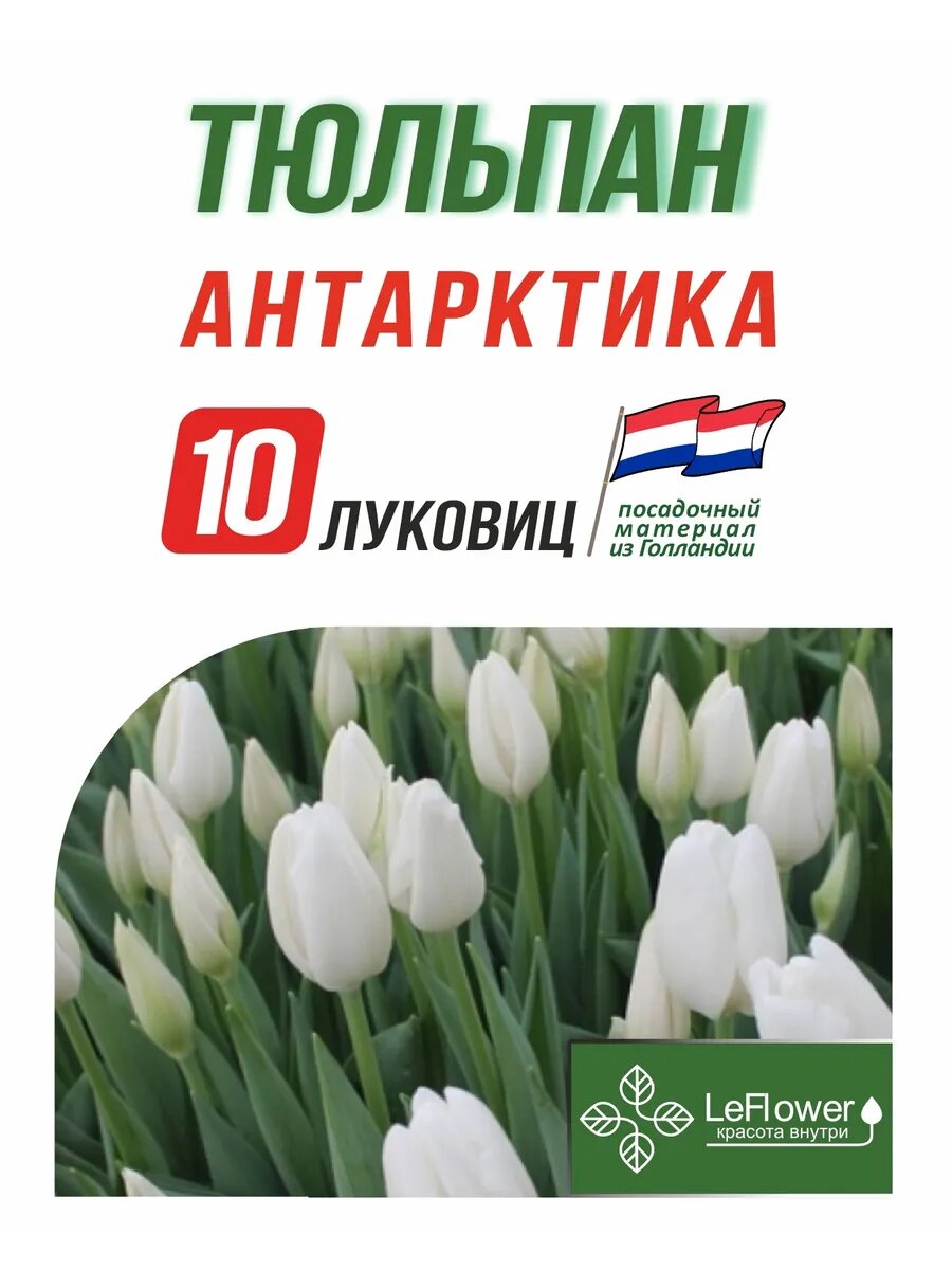 Тюльпан LeFlower Антарктика, многолетник, высота 40-60 см, 10 шт