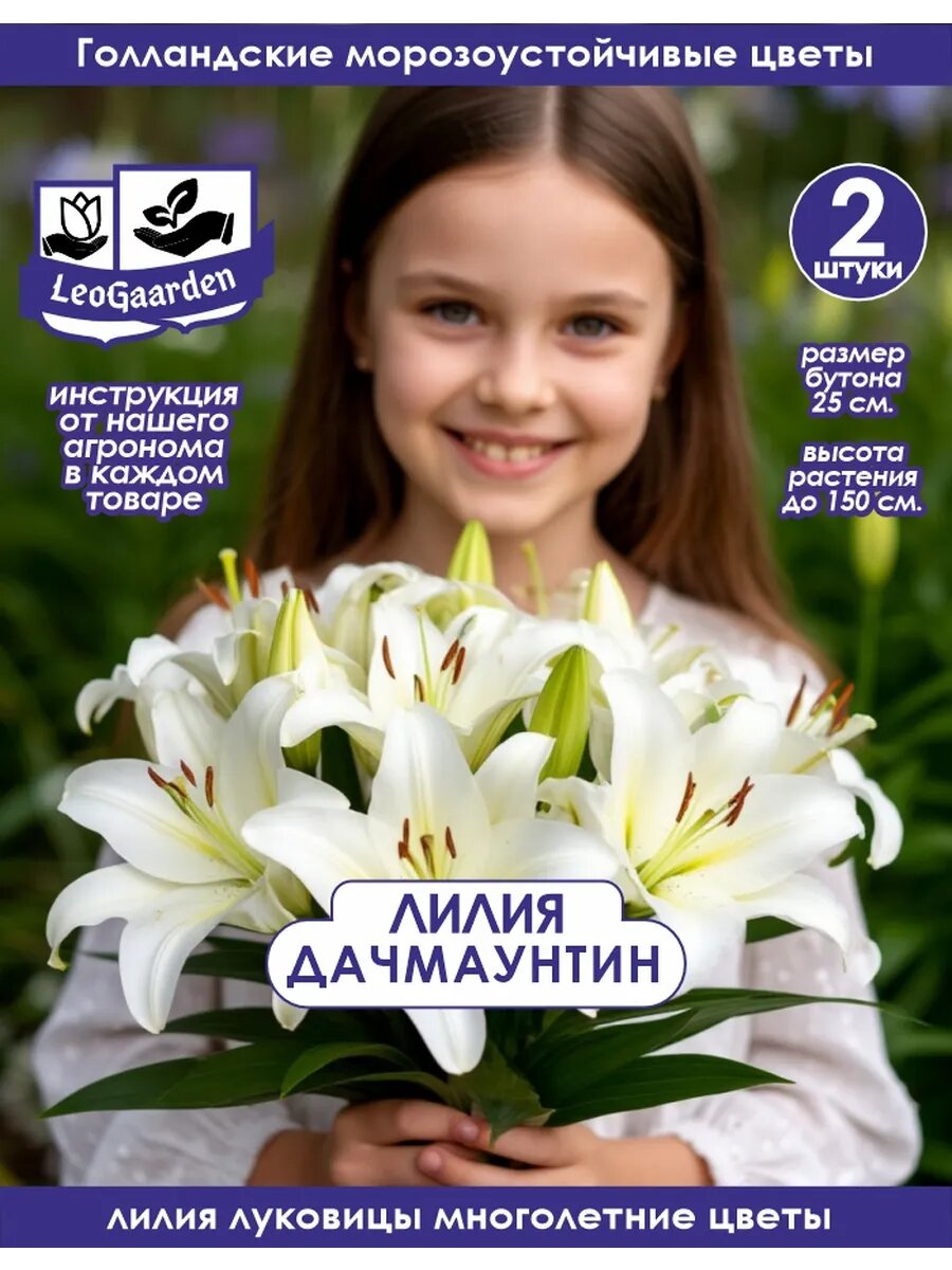 Лилия Луковица, Дач маунтин, 2 шт