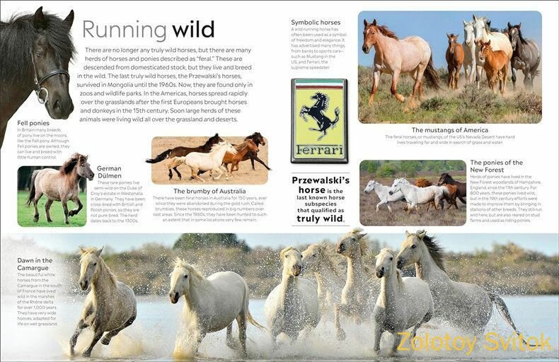 Книга "DK Eyewitness: Horse", для детей, 2024 год, 72 страницы — фото 1