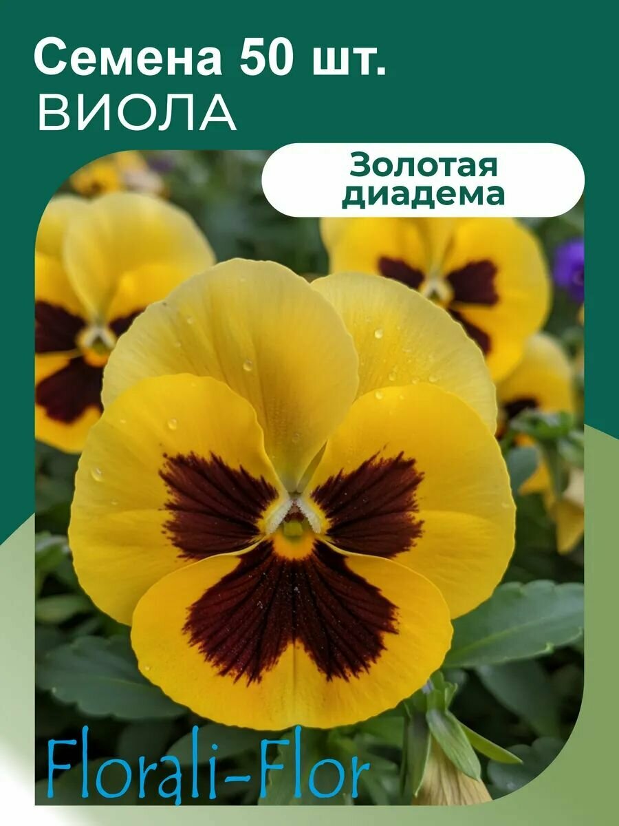 Виола Семена