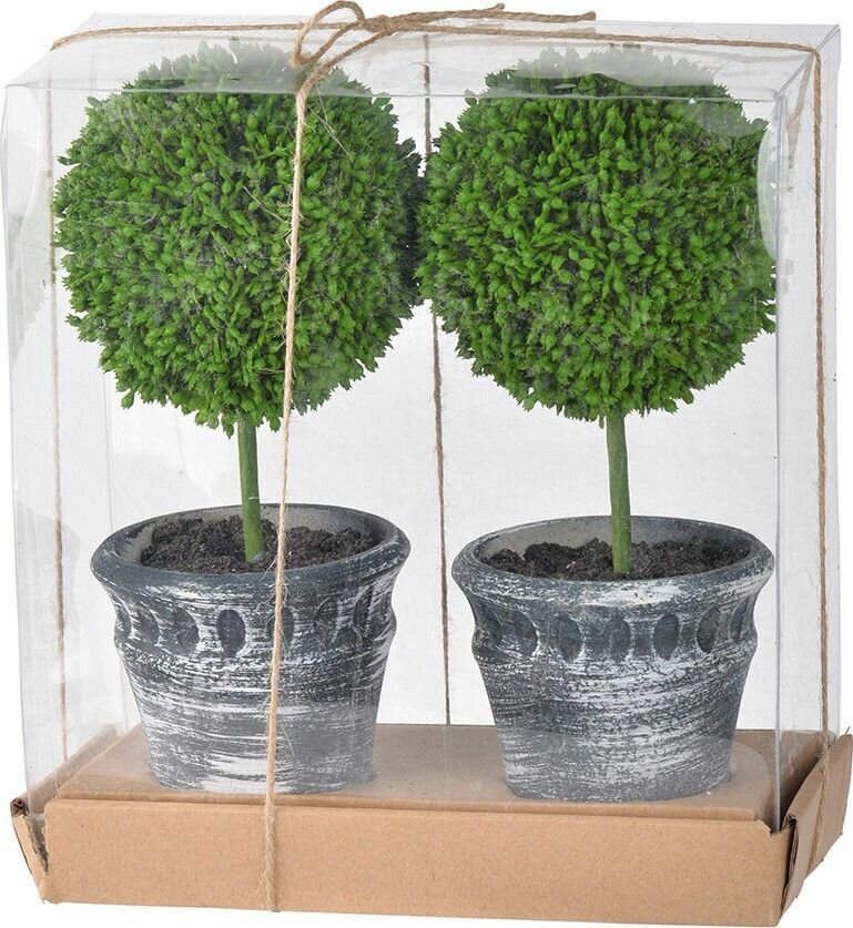 Растения декоративные Самшит, набор 2 предмета 20х10х24см