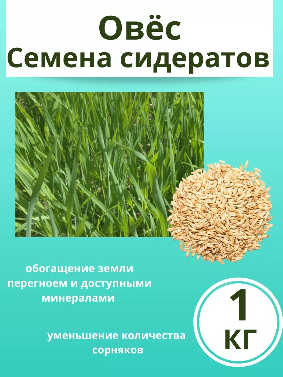 Овес семена сидерат 1кг