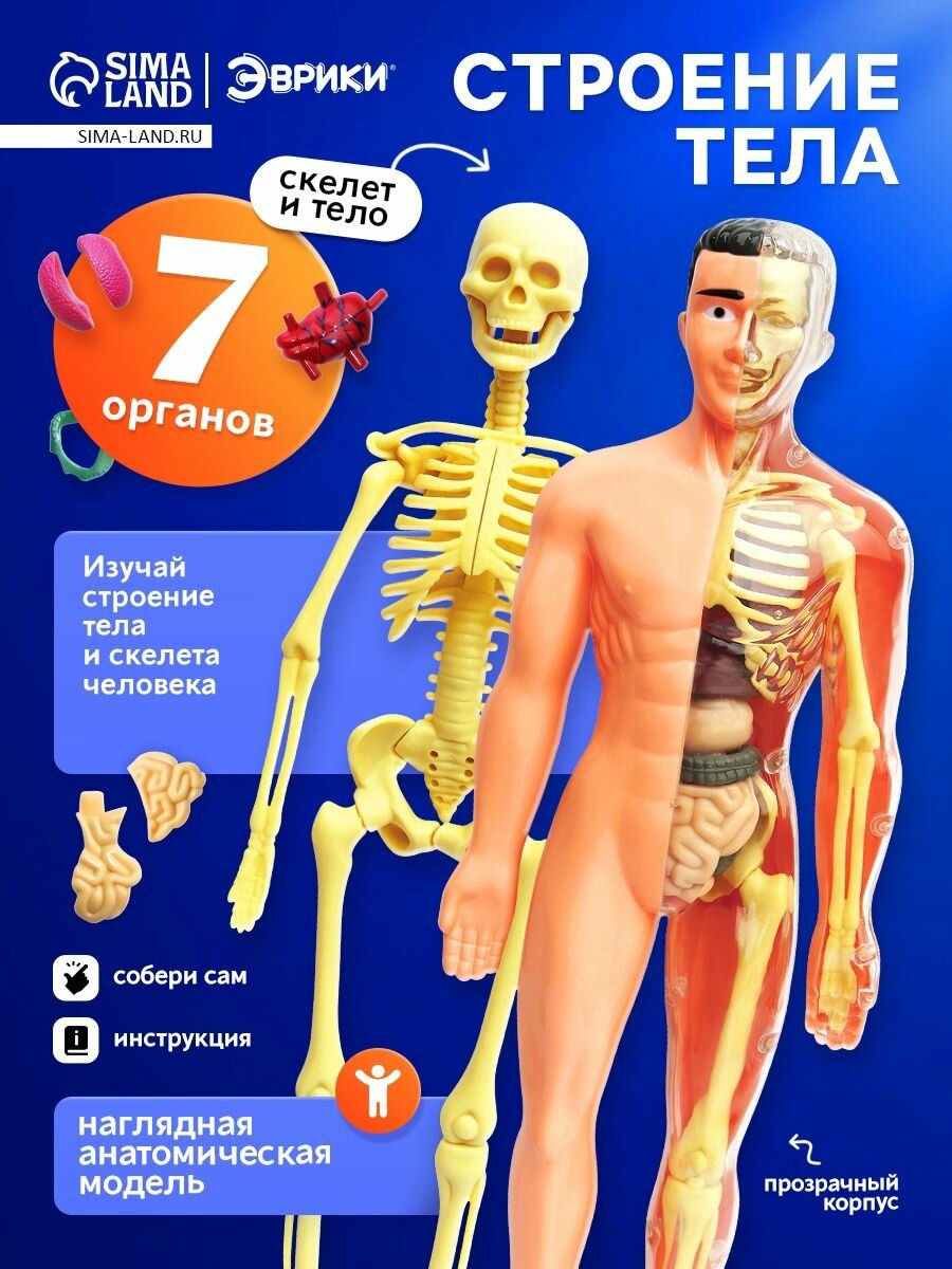 Набор для опытов "Строение тела" / анатомия человека / подарок ребенку