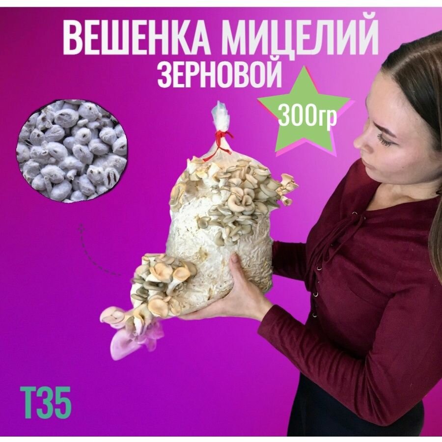 Мицелий вешенки зерновой (штамм т35) - 300 гр.