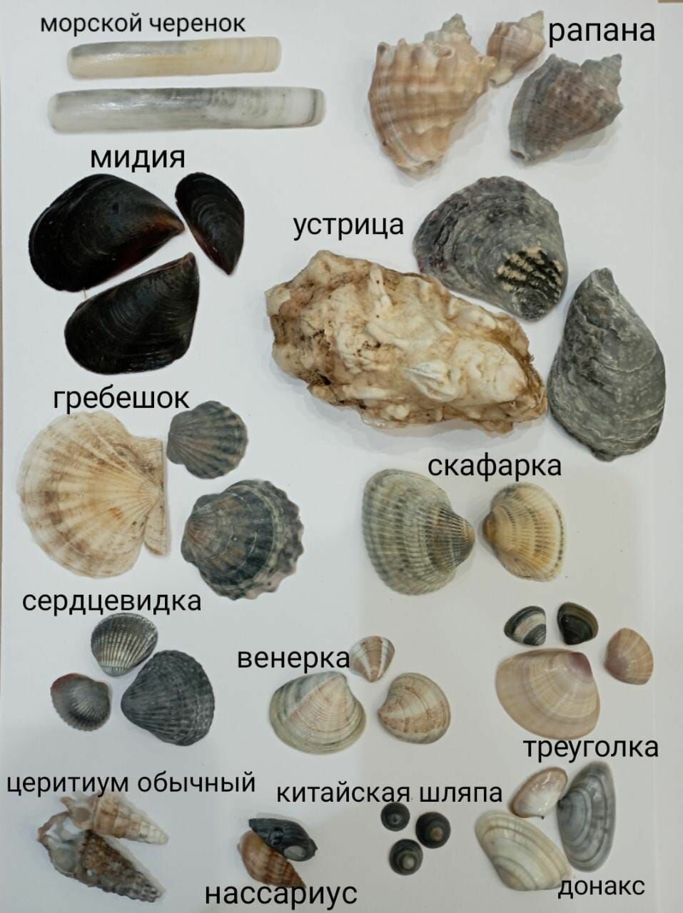 Ракушки черного моря