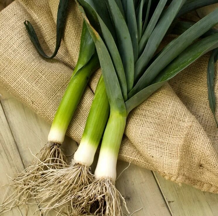 Коллекционные семена лука порей Страус