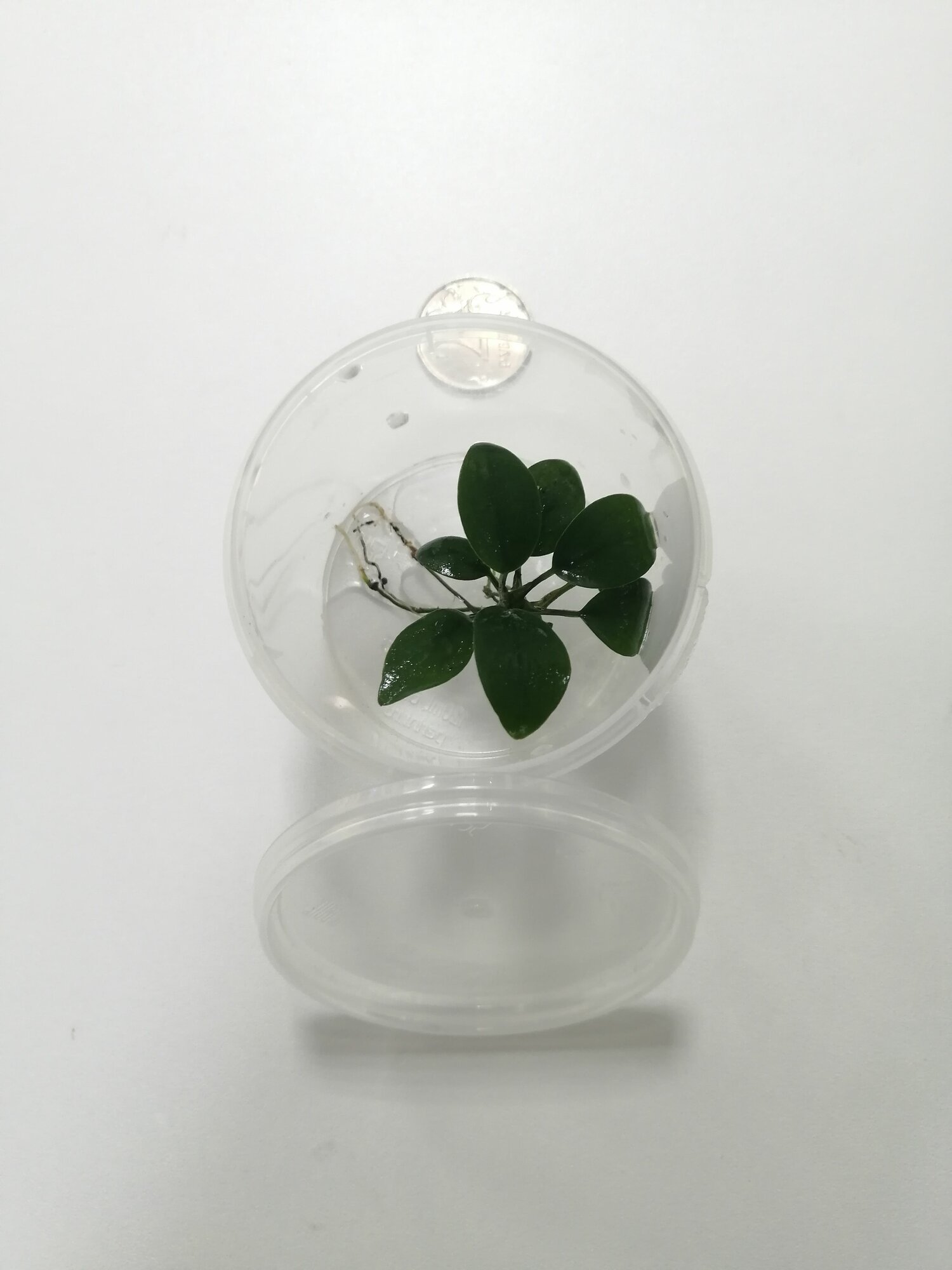 Анубиас нана (1 куст). Живое аквариумное растение