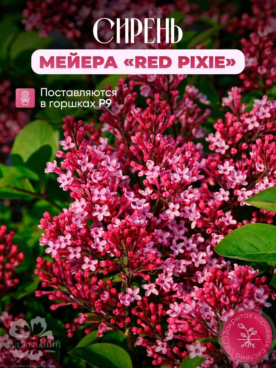 Карликовая цветущая сирень Мейера Red Picsie в горшке Р9