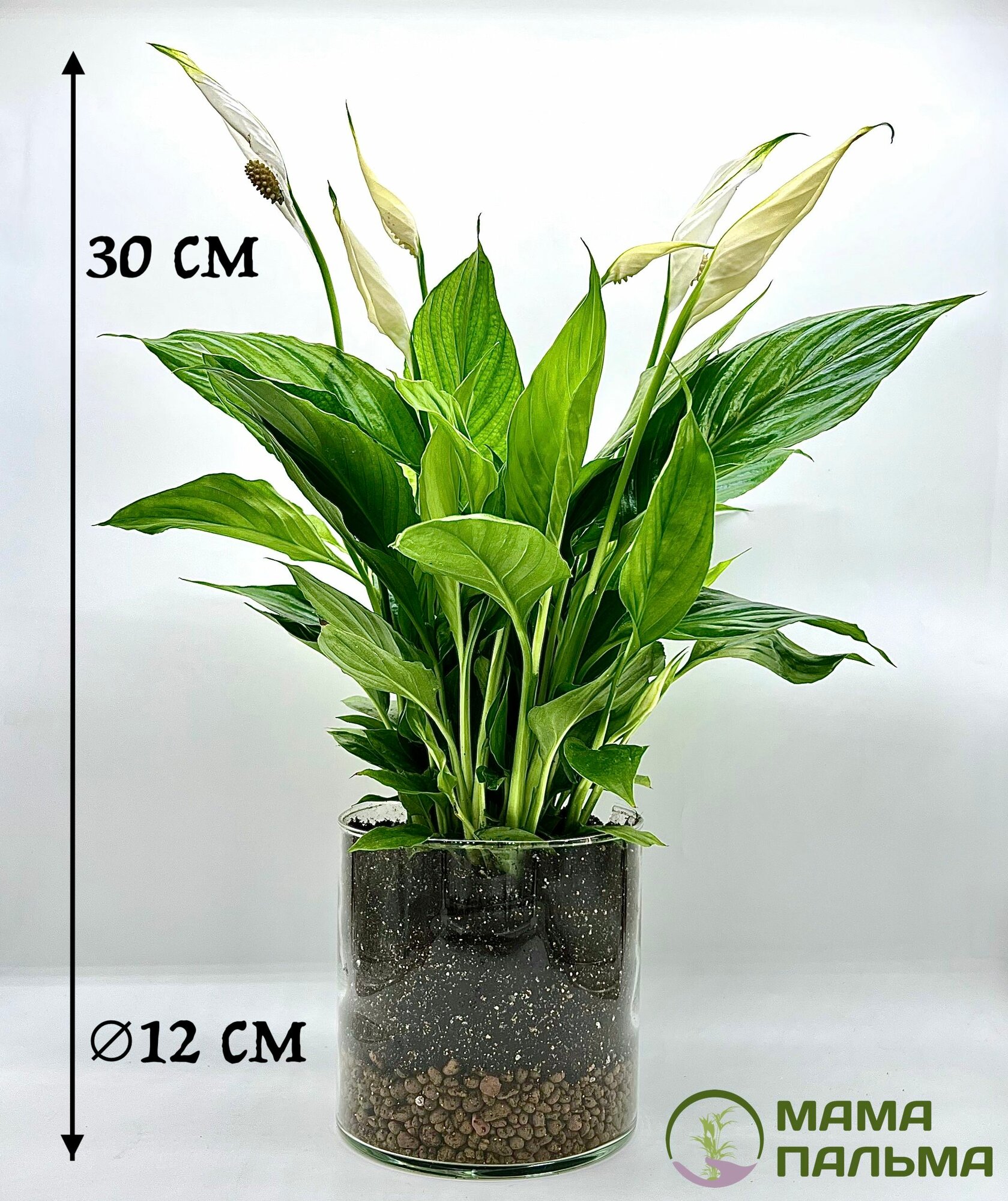 Спатифиллум в стеклянной вазе D10-12, высота композиции 30-35см