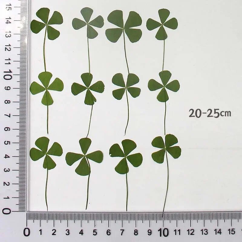 Натуральные сушеные цветы, 24 шт, четырелистный клевер, зеленый Dyeing 2-2.5CM