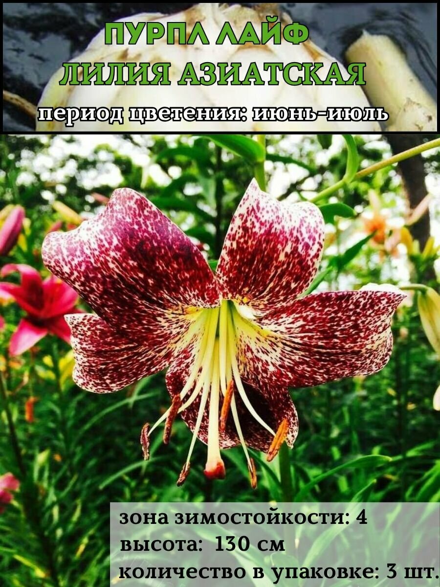 Лилия азиатская Пурпл лайф, луковицы 3 штуки