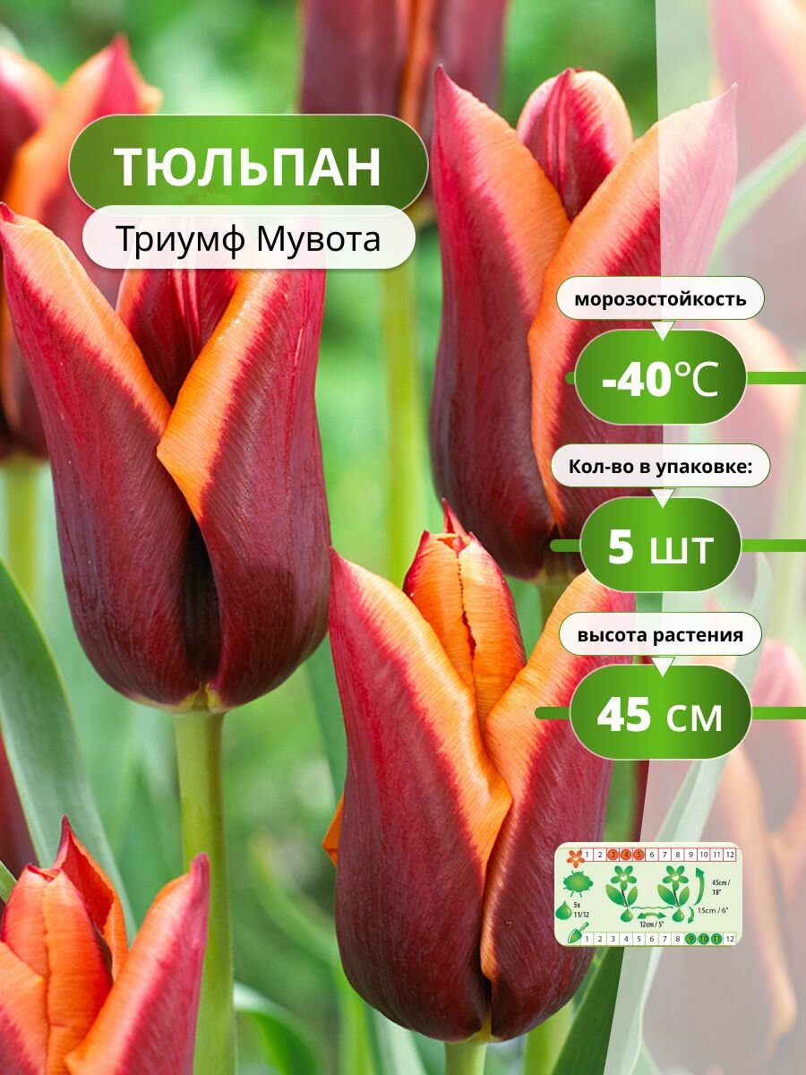Тюльпан Триумф Мувота (5 лук) / луковичные многолетние цветы