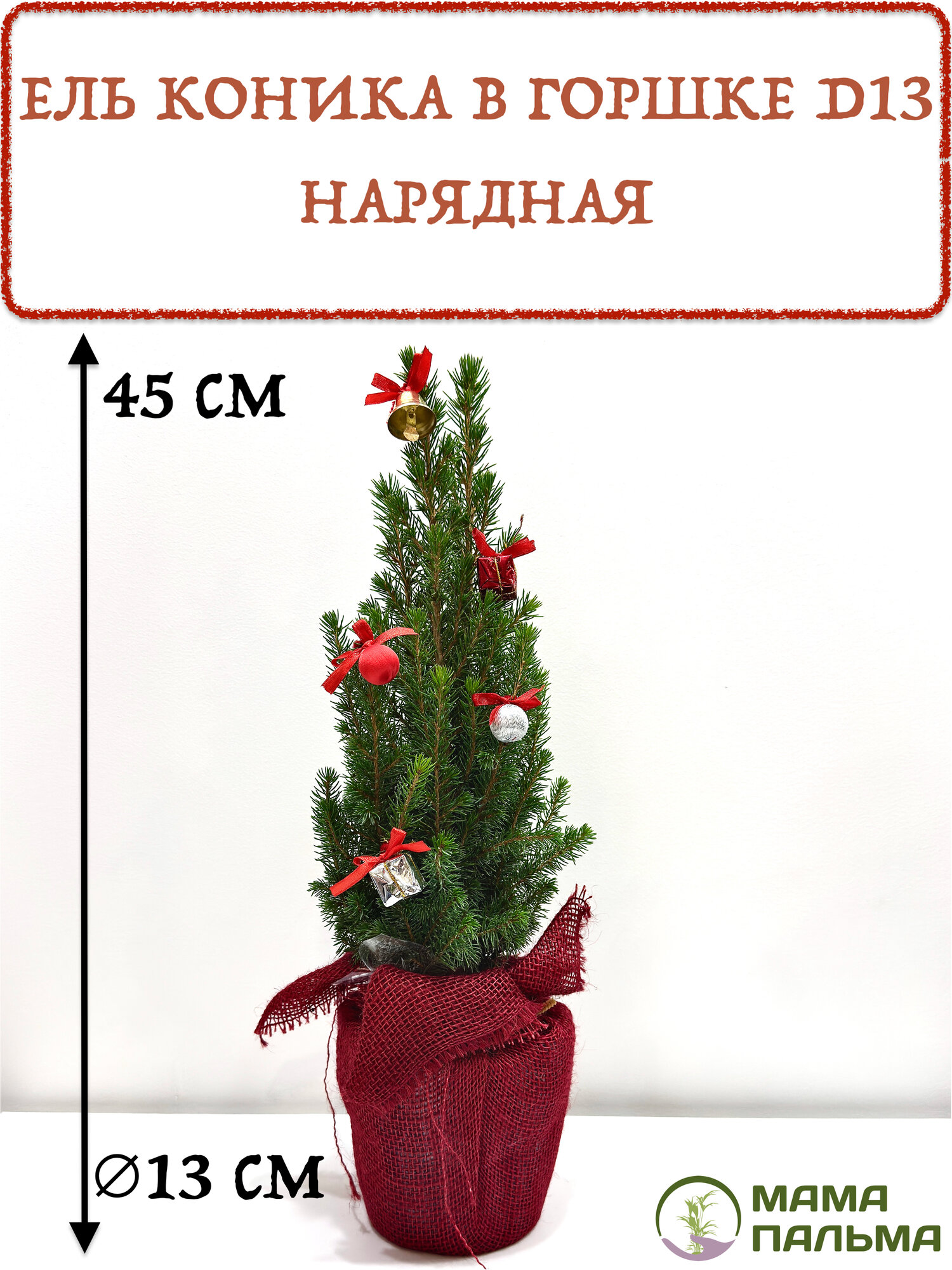 Ель живая Канадская Коника в горшке D12, высота 45 см, нарядная