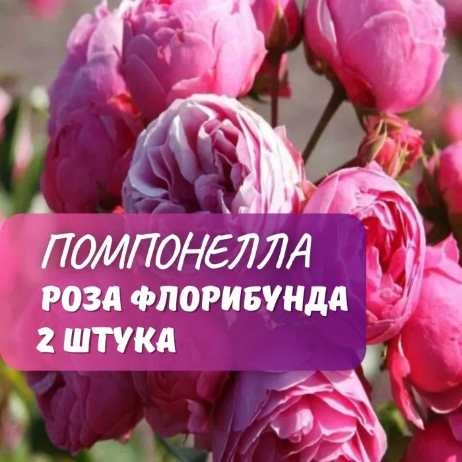 Роза флорибунда Помпонелла , 2 саженца , многолетняя , розовая