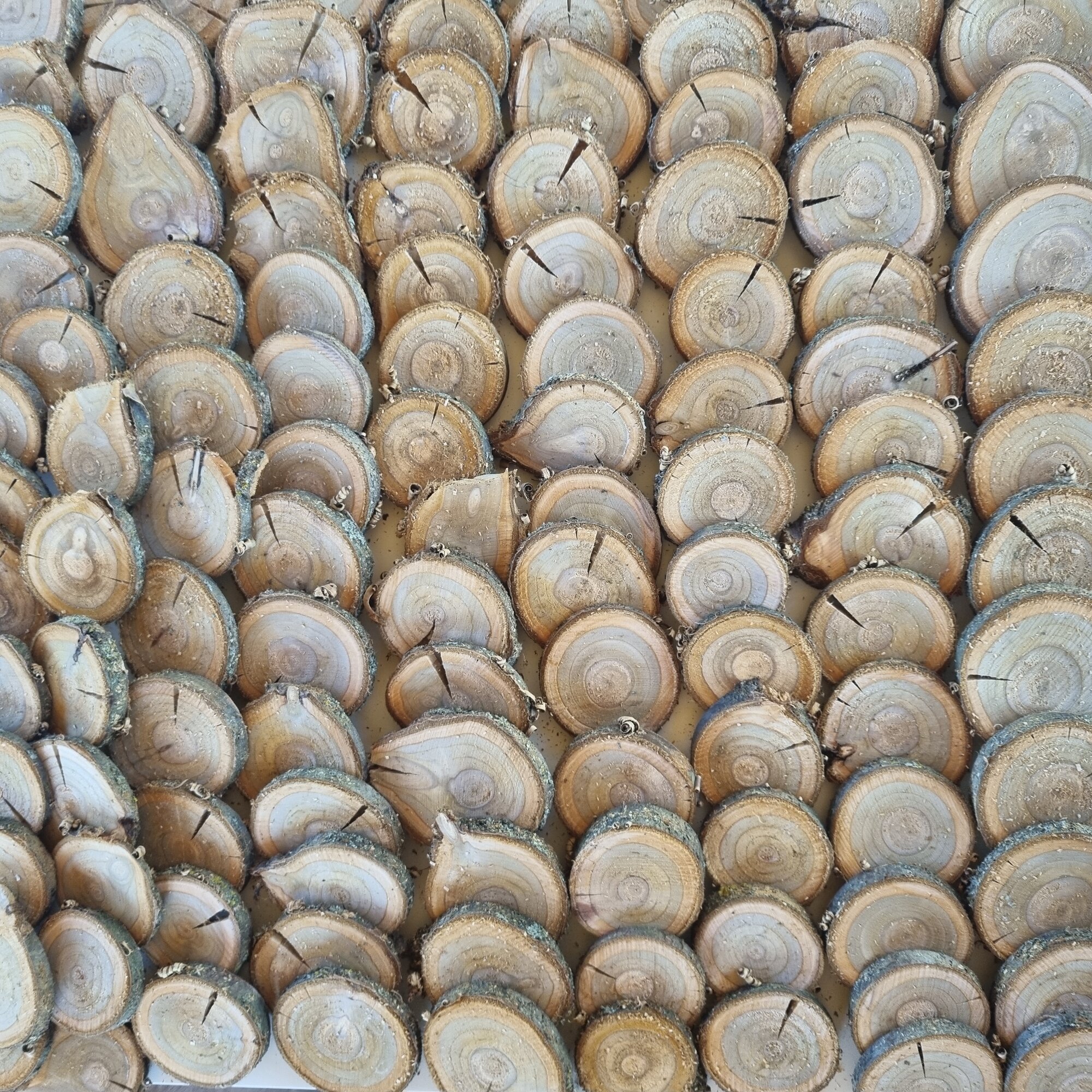 Спилы дерева вишни (средние), натуральные, экологически чистые, не шлифованные, набор 20 штук