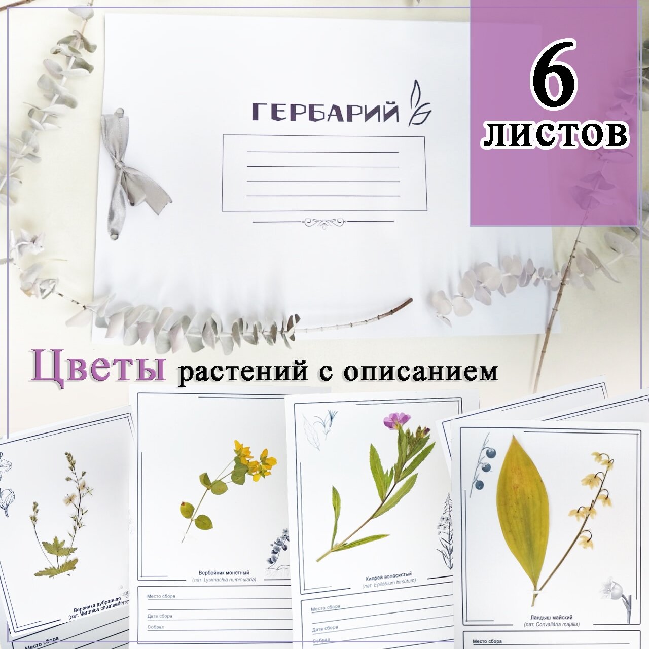 Гербарий для школы и детского сада