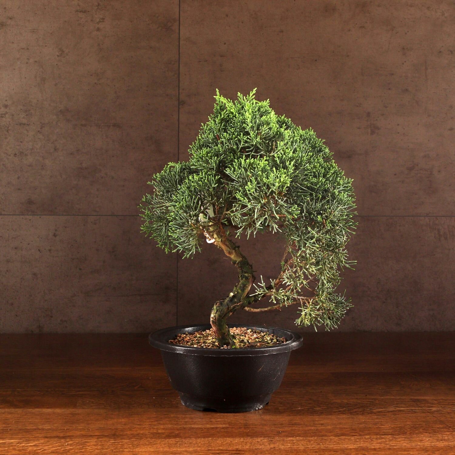 Бонсай Можжевельник Фурано 33/16