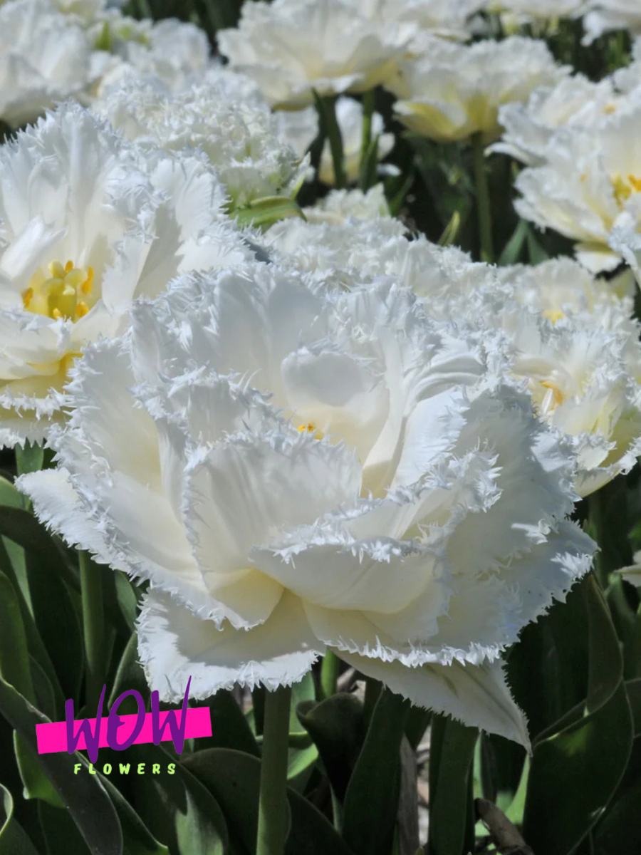 Луковицы цветов , WOW FLOWERS , Тюльпан Сноу Кристал, махровый бахромчатый, белый , ( 3 штуки )