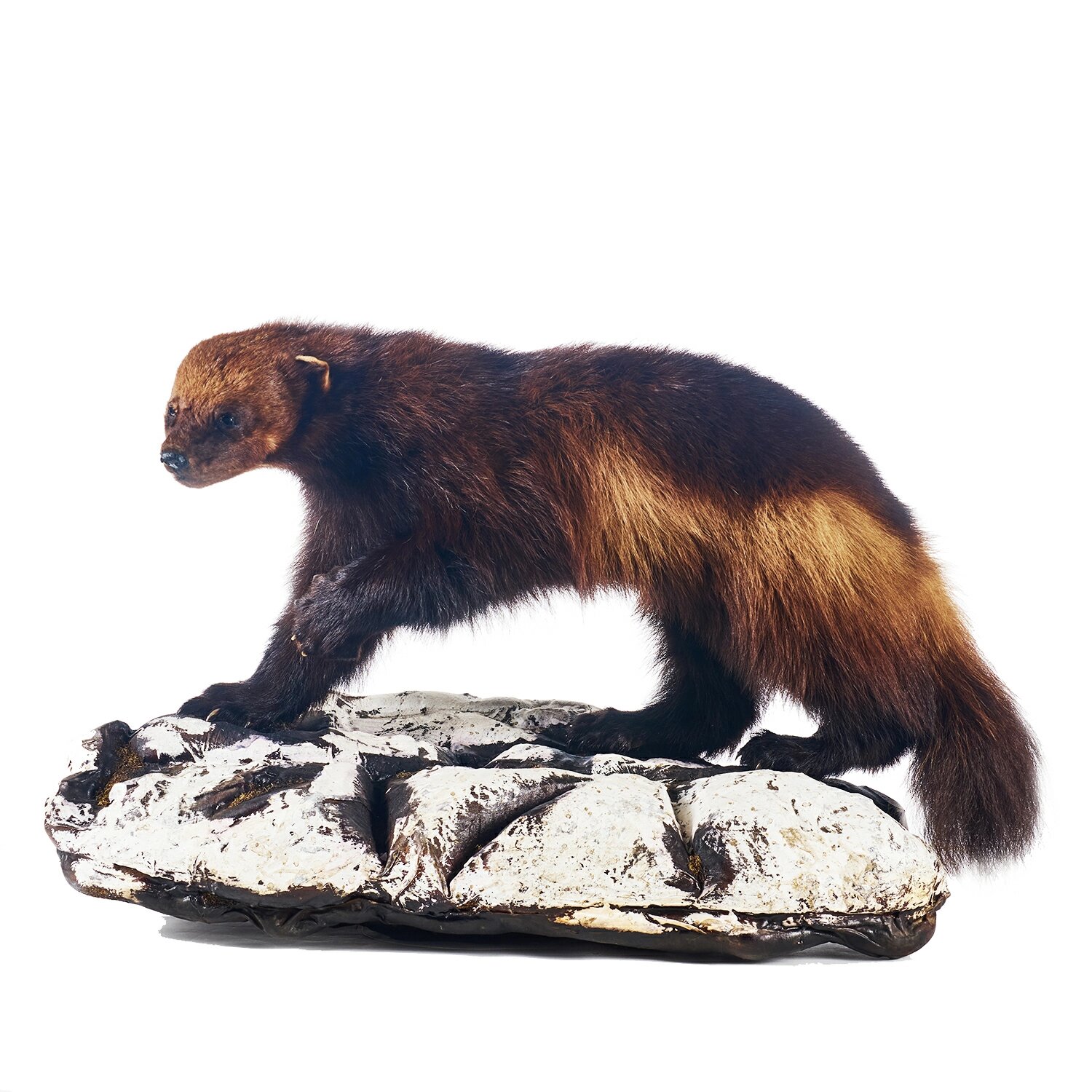 204643 Таксидермия Чучело "росомахи"