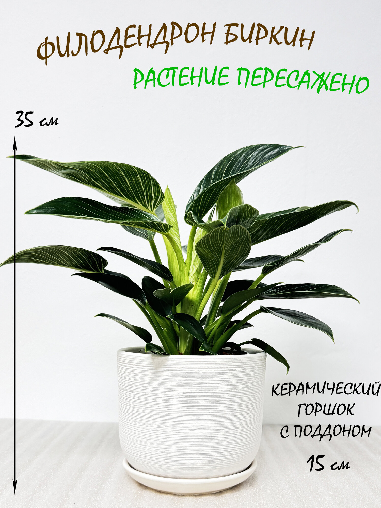 Филодендрон Биркин в белом керамическом горшке с поддоном, высота 30-35см