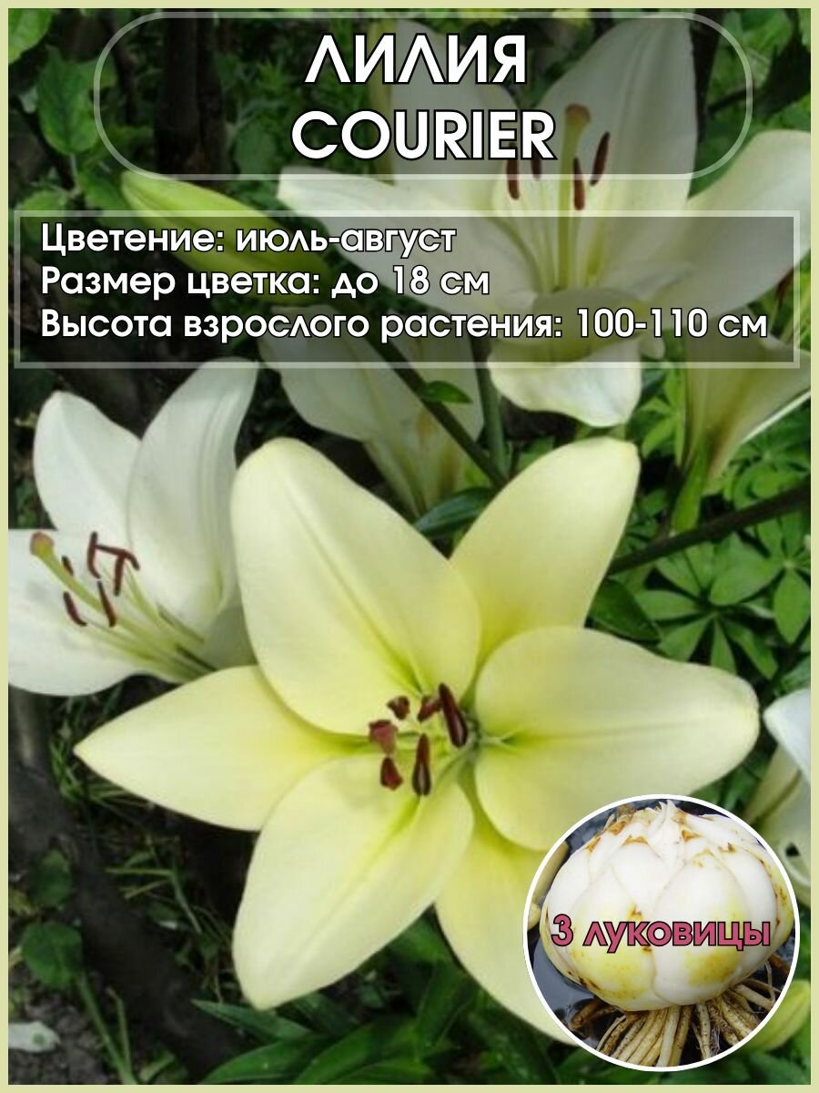 Лилия азиатская Курьер, луковицы 3 штуки