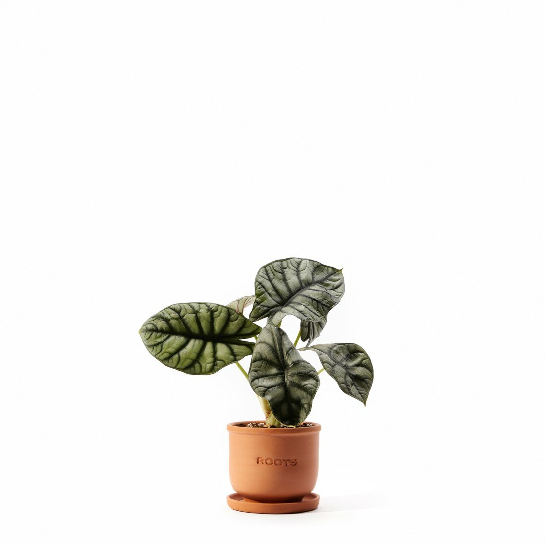 Алоказия Сильвер Драгон d12