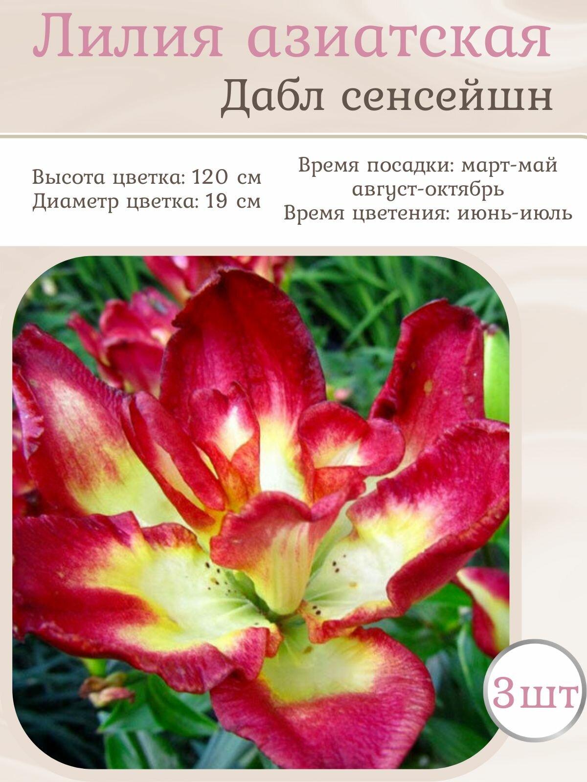 Лилия Азиатская, многолетние цветы, луковицы 3 шт