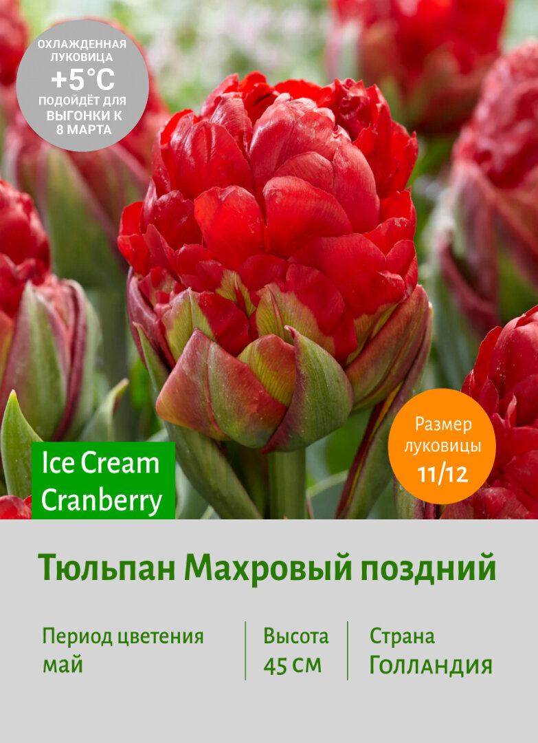 Тюльпан Айс Крим Крэнберри (Ice Cream Cranberry) махровый поздний луковицы 500 шт сотка