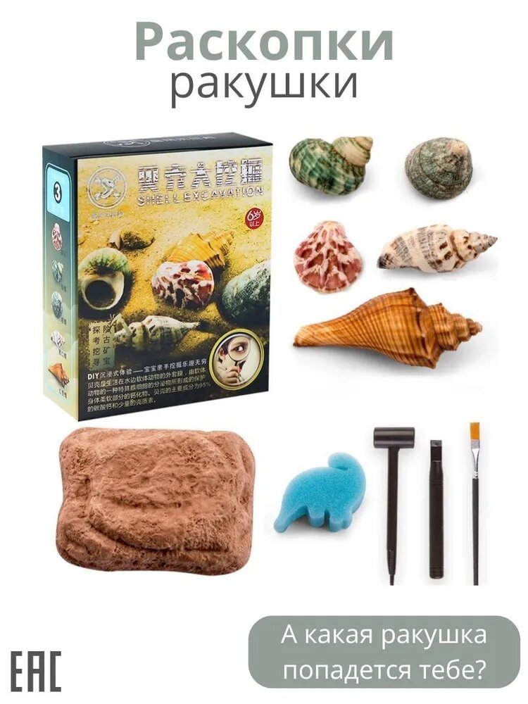 Раскопки для детей, Ракушки / Набор раскопки