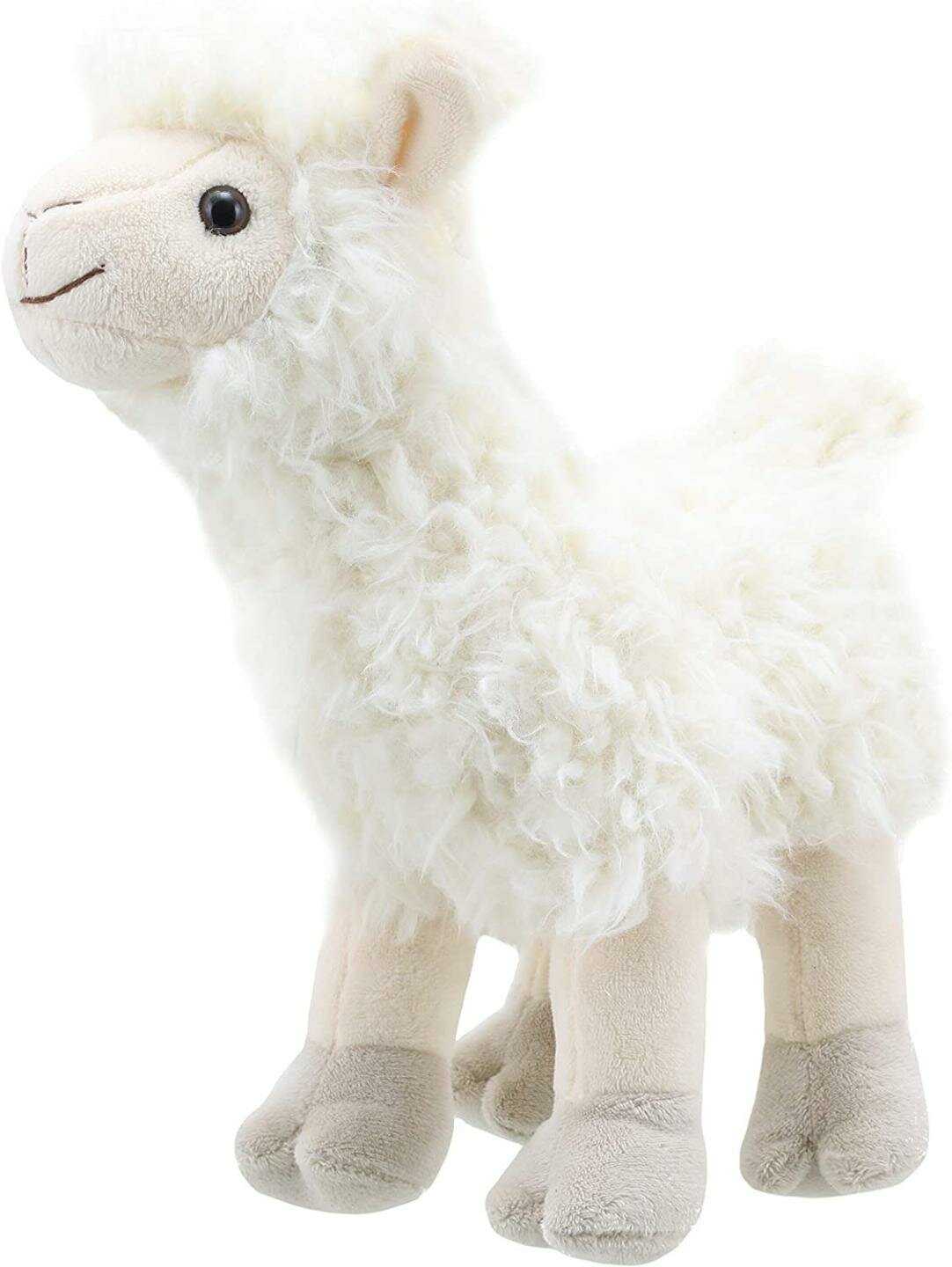 Лама белого цвета