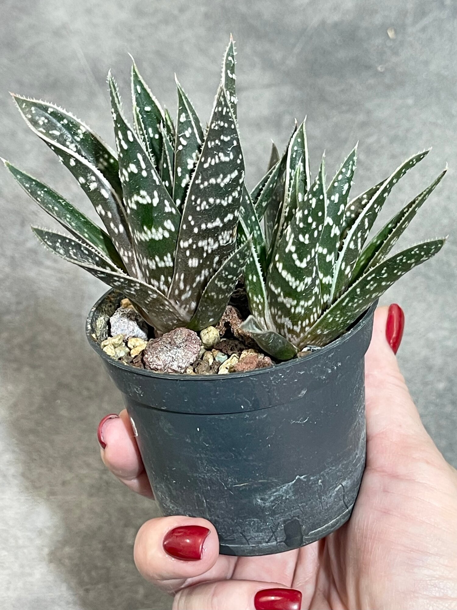 Алоэ Тики Тахи d8