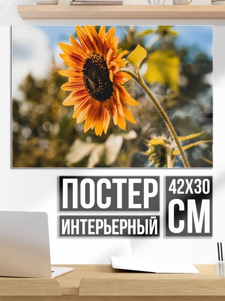 Плакат постер цветок подсолнуха крупным планом