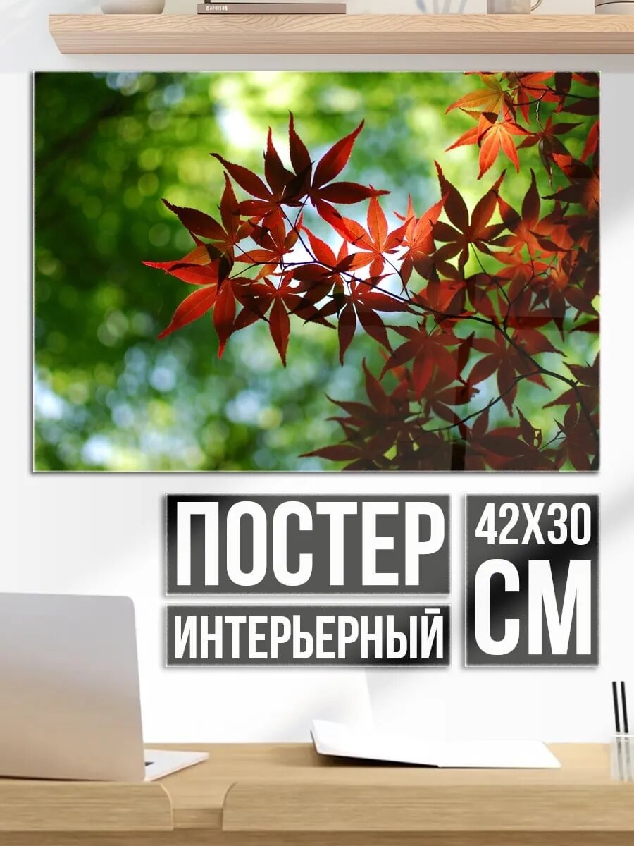 Плакат постер Красные кленовые листья