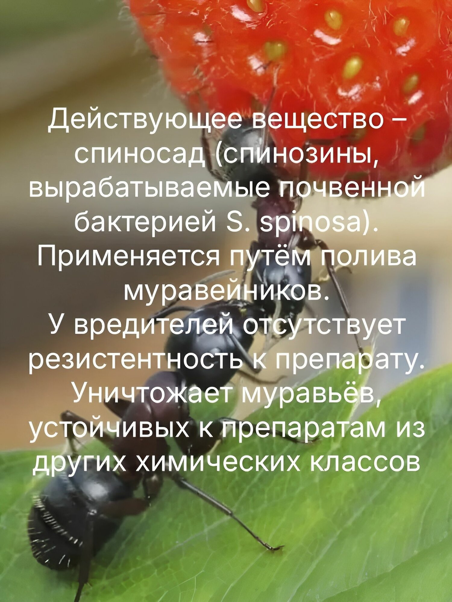 Защита от муравьев — фото 1